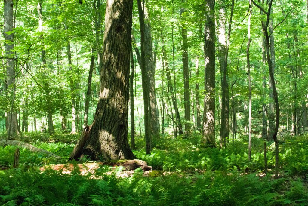 Venango Trail - Allegheny Land Trust