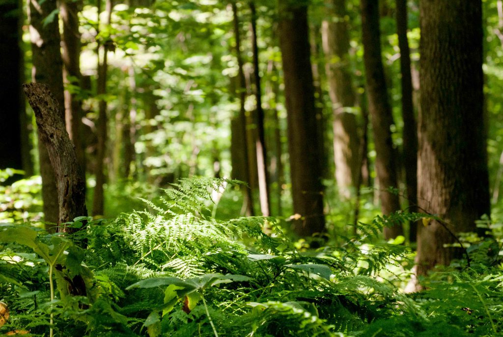 Venango Trail - Allegheny Land Trust