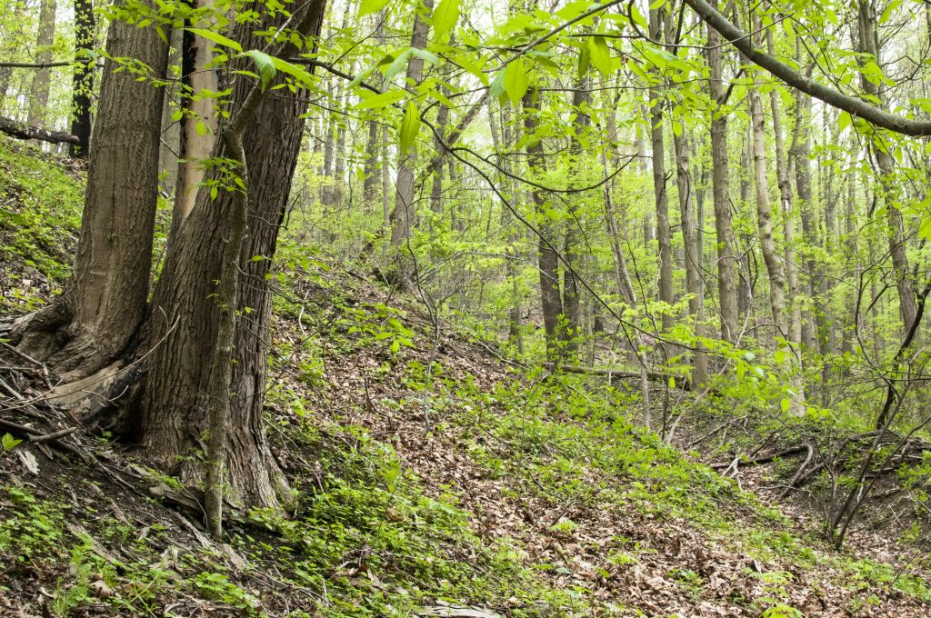 Mosside Slopes - Allegheny Land Trust